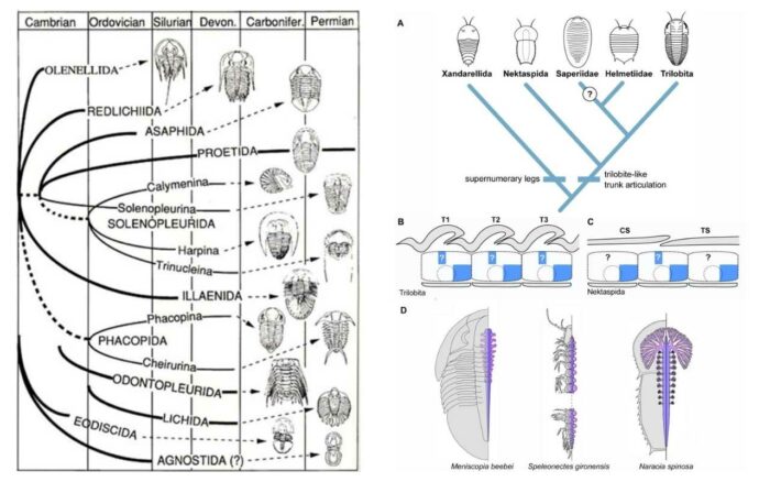 Trilobite: Ancient Arthropods that Dominated the Seas - Morocco Fossils