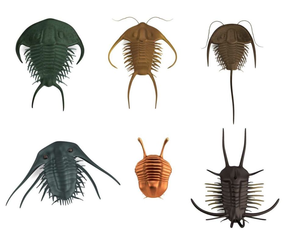 Trilobite: Ancient Arthropods that Dominated the Seas - Morocco Fossils