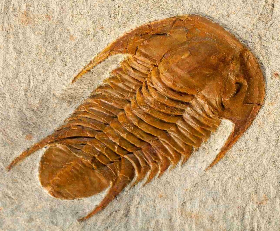 Trilobite: Ancient Arthropods that Dominated the Seas - Morocco Fossils