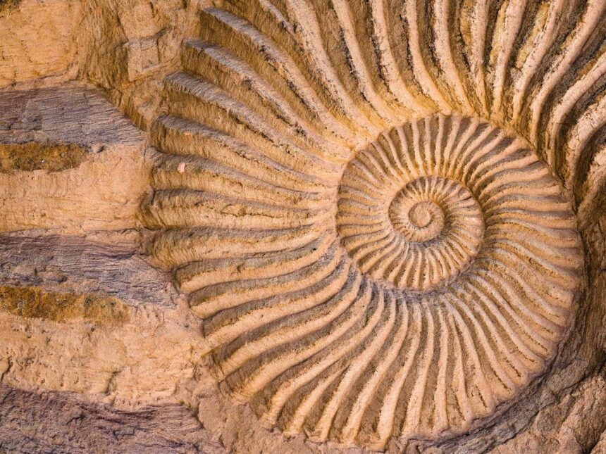 Ammonite - Morocco Fossils