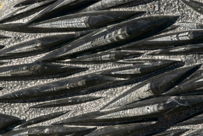 Orthoceras: The Allure of the Ancient Cephalopod