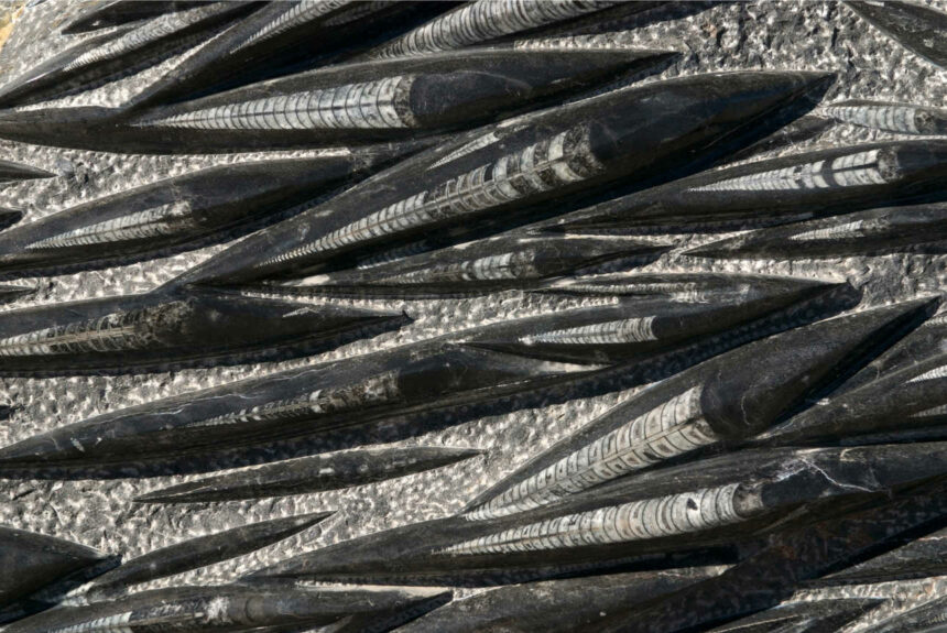 Orthoceras: The Allure of the Ancient Cephalopod